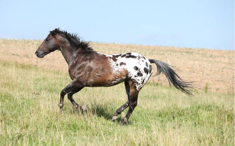 Colorado Ranger | Appaloosa horses